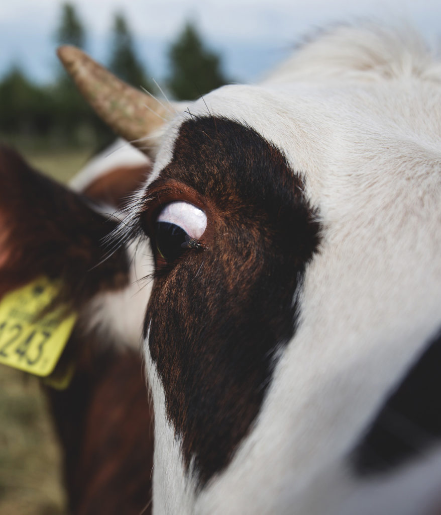 The History of Cow Patti Theatre Company - Comedy Dinner Theatre ...